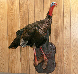 Turkey Hollow Taxidermy